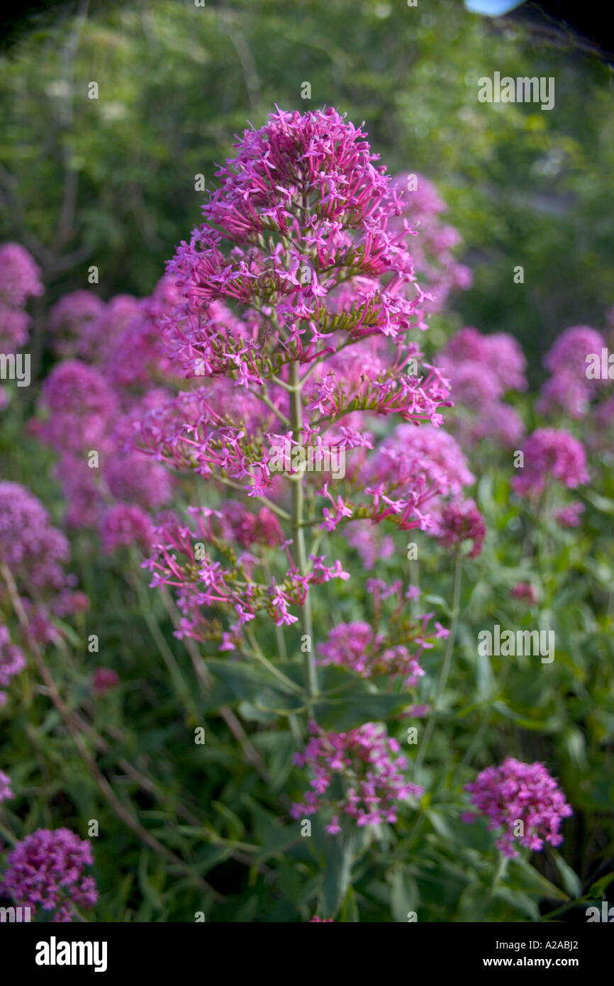 Red Valerian, Centranthus Ruber Stock Photo - Alamy