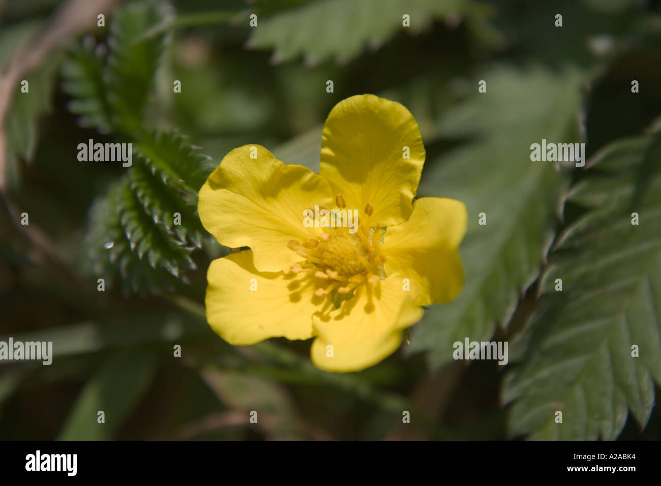 Yellow flower silverweed hi-res stock photography and images - Alamy
