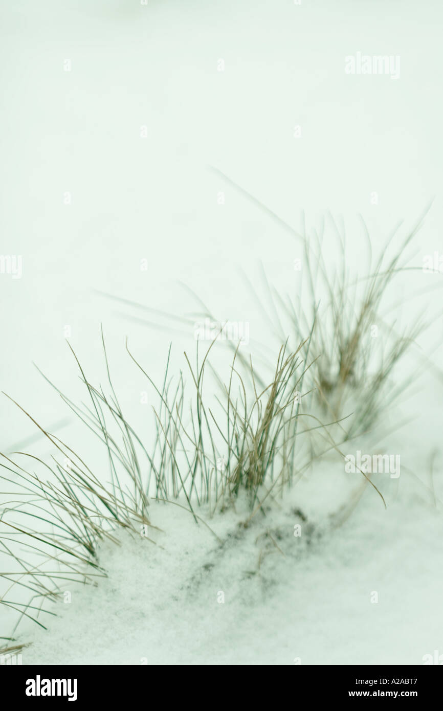weeds and snow Stock Photo - Alamy