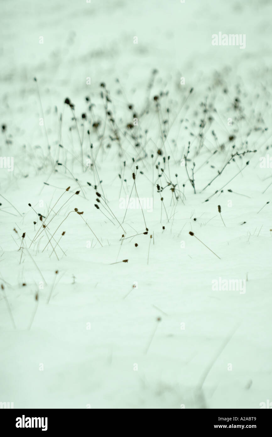 weeds and snow Stock Photo - Alamy
