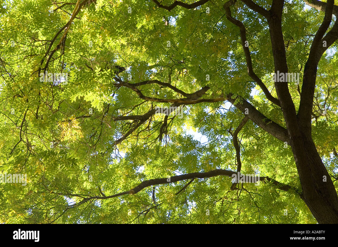 ash tree, fraxinus Stock Photo - Alamy