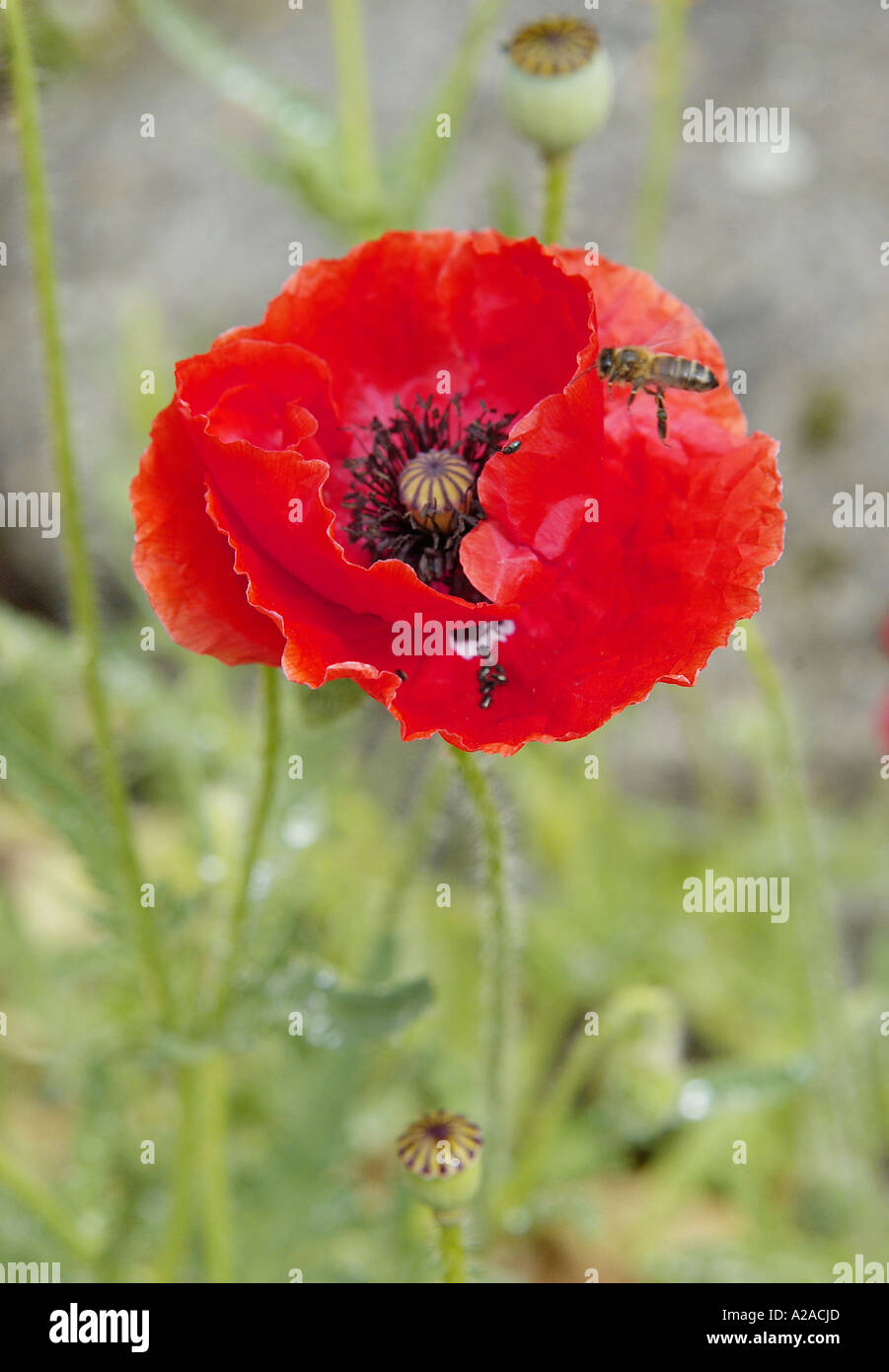 Poppies in France Stock Photo - Alamy