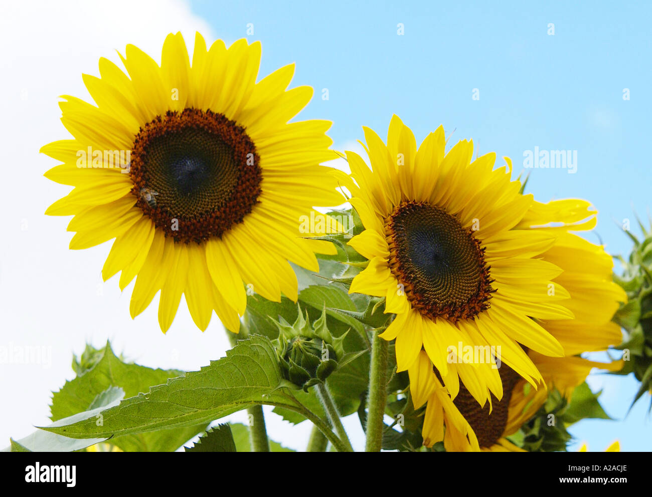 Sunflowers in France Stock Photo - Alamy