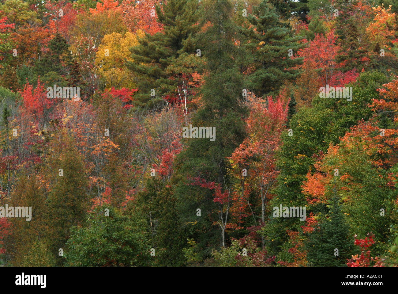 Autumn Leaf Leaves sky sunlight red green color colorful tree trees ...