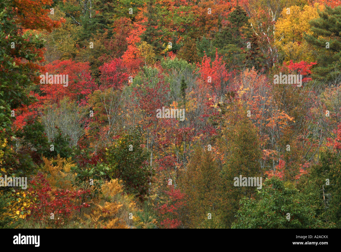 Autumn Leaf Leaves sky sunlight red green color colorful tree trees ...