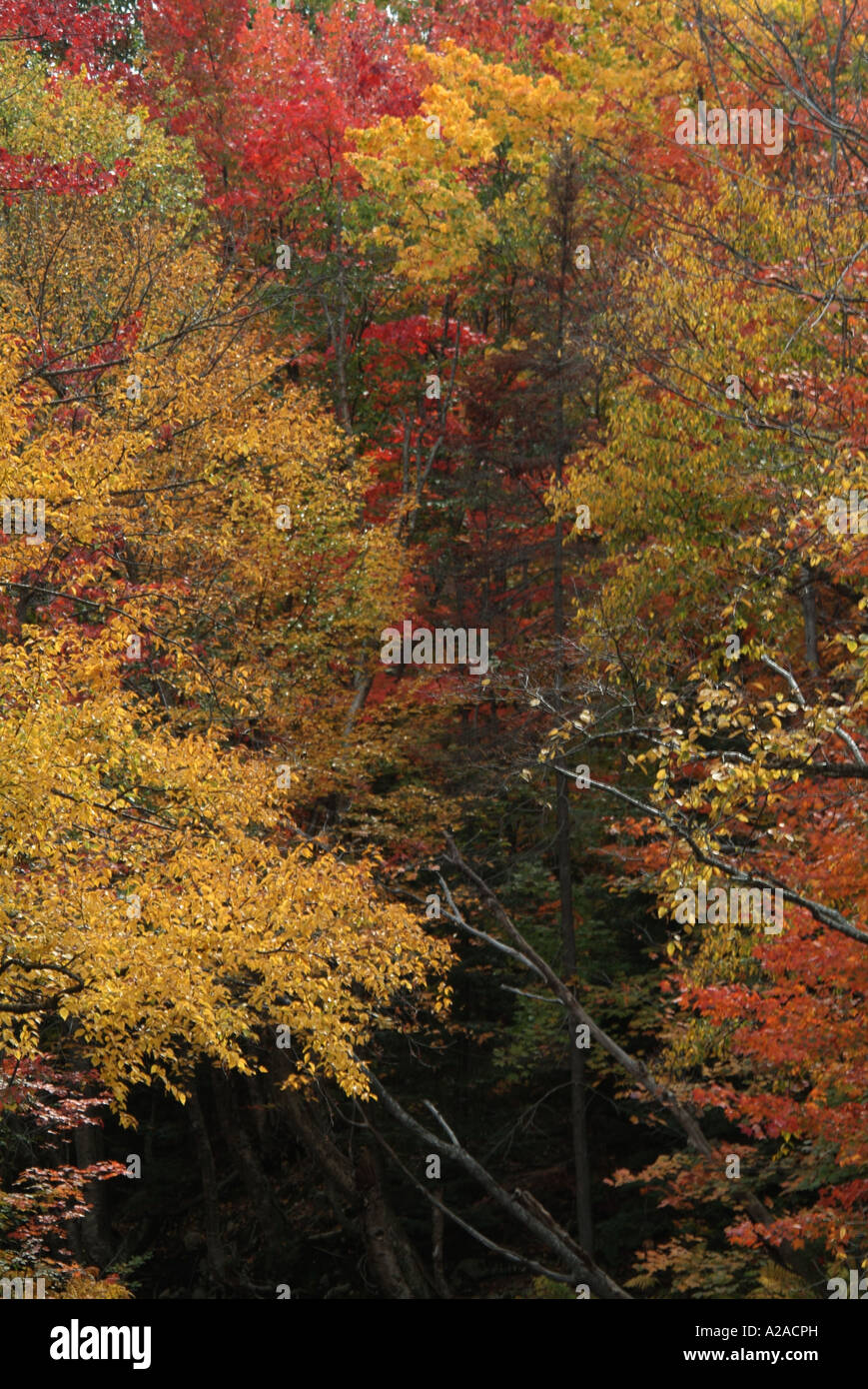 Autumn scenes in ontario hi-res stock photography and images - Alamy