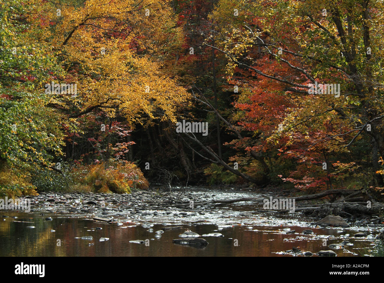 A stream running through the woods Stock Photo - Alamy