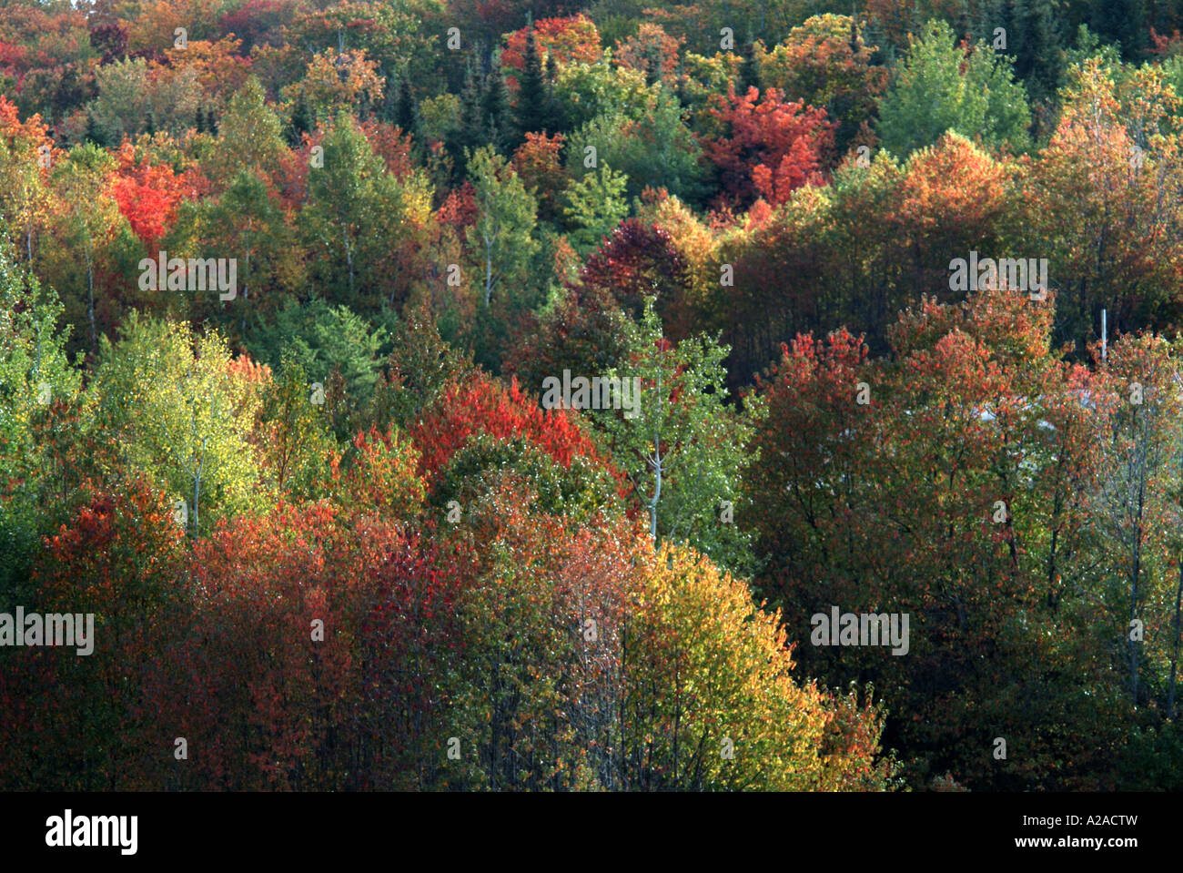Woods in autumn Stock Photo - Alamy