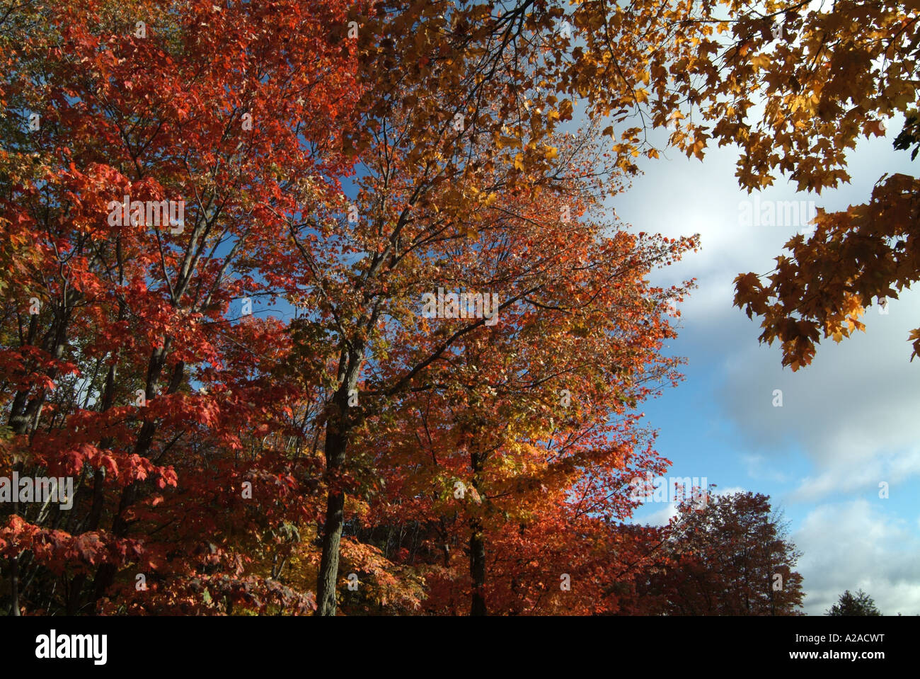 Woods in autumn Stock Photo - Alamy