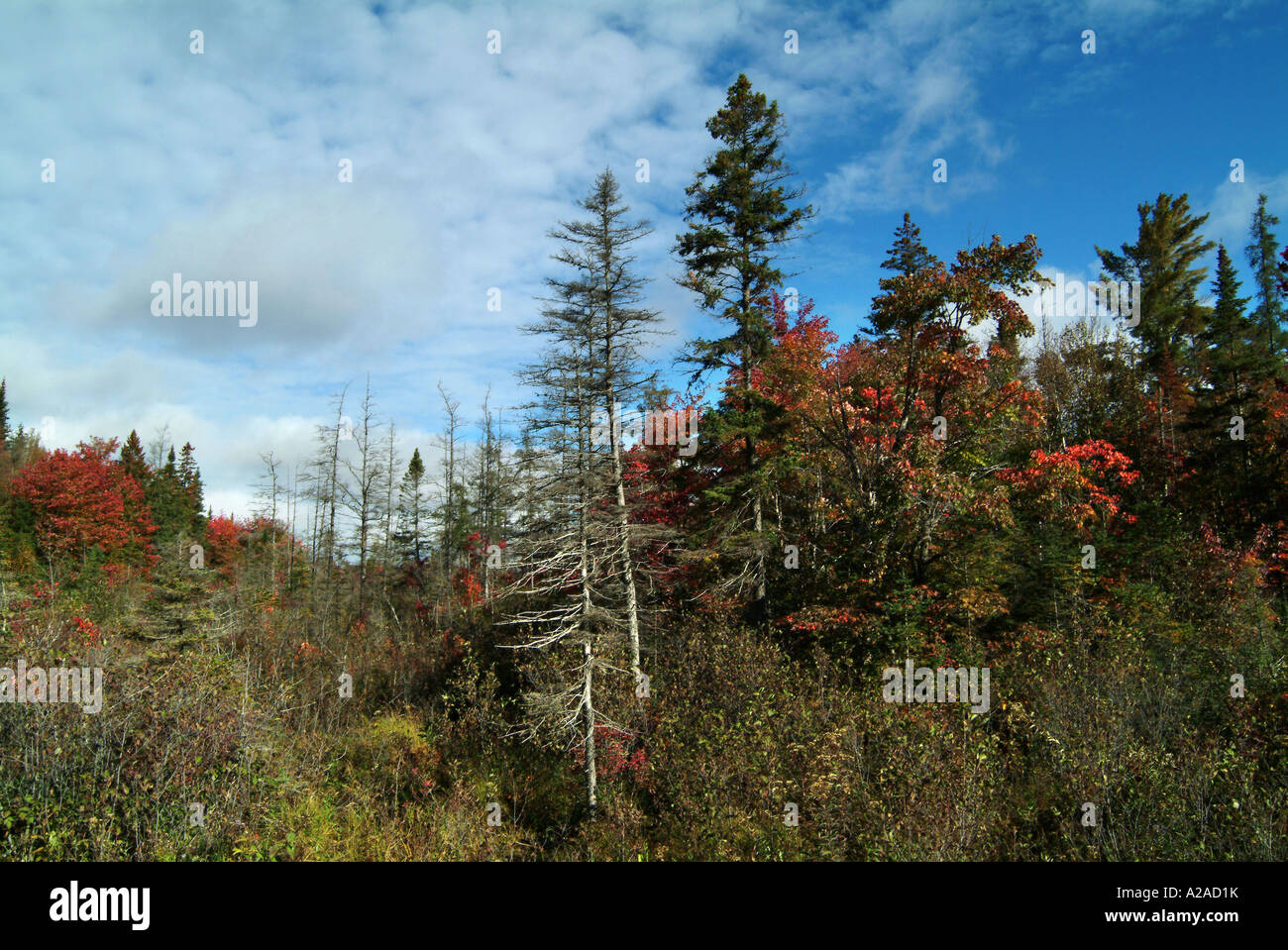 River Ste. Mary River Sault Ste.Marie soo ssm Autumn blue sky cloud ...
