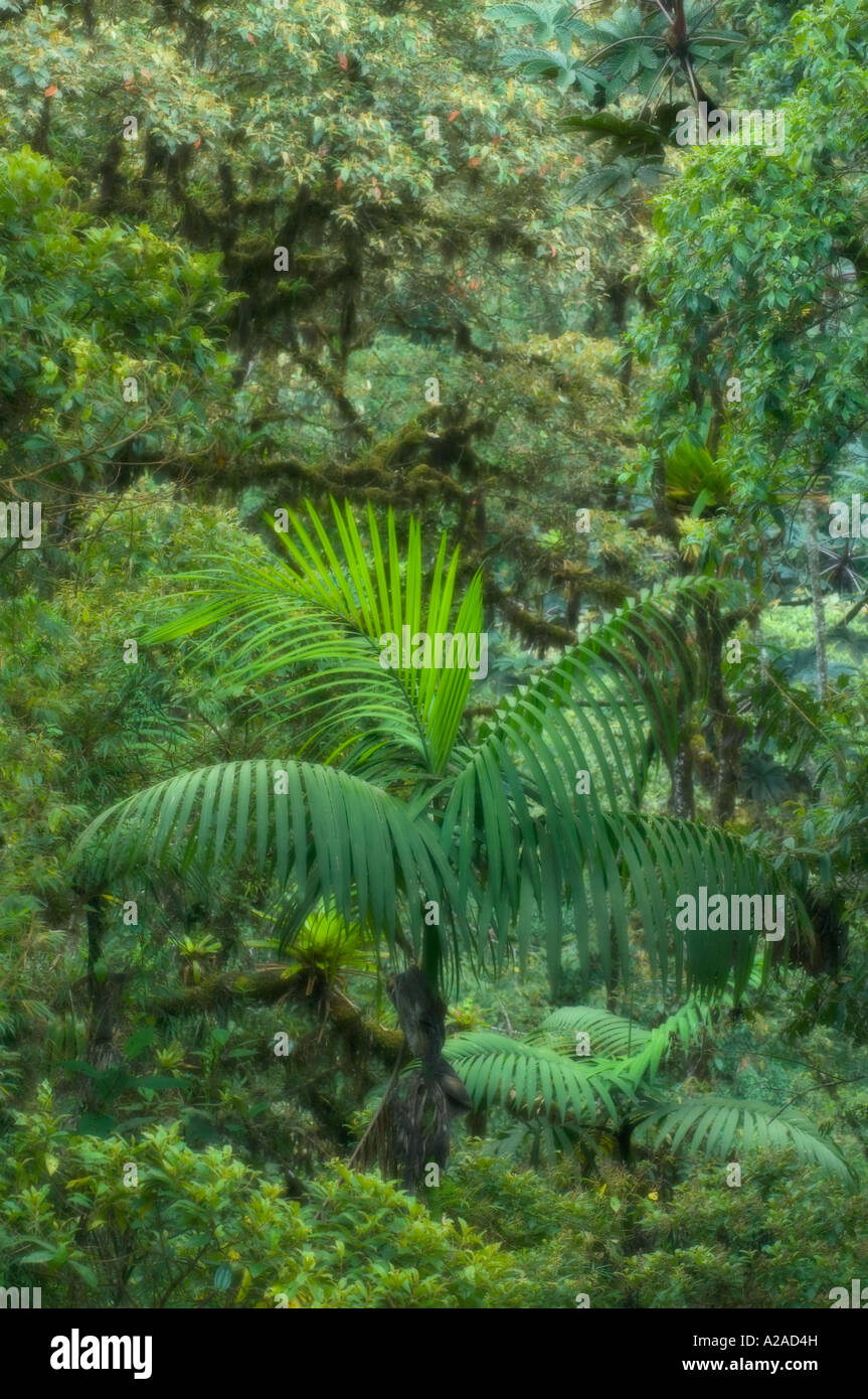 Montane temperate forest hi-res stock photography and images - Alamy