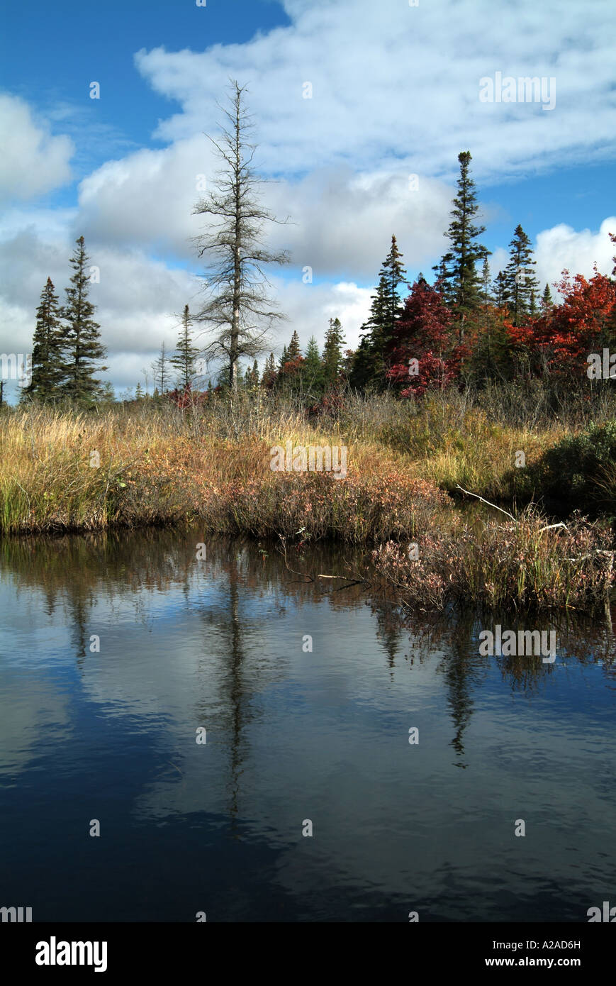 Trees on the waterside in autumn Stock Photo - Alamy
