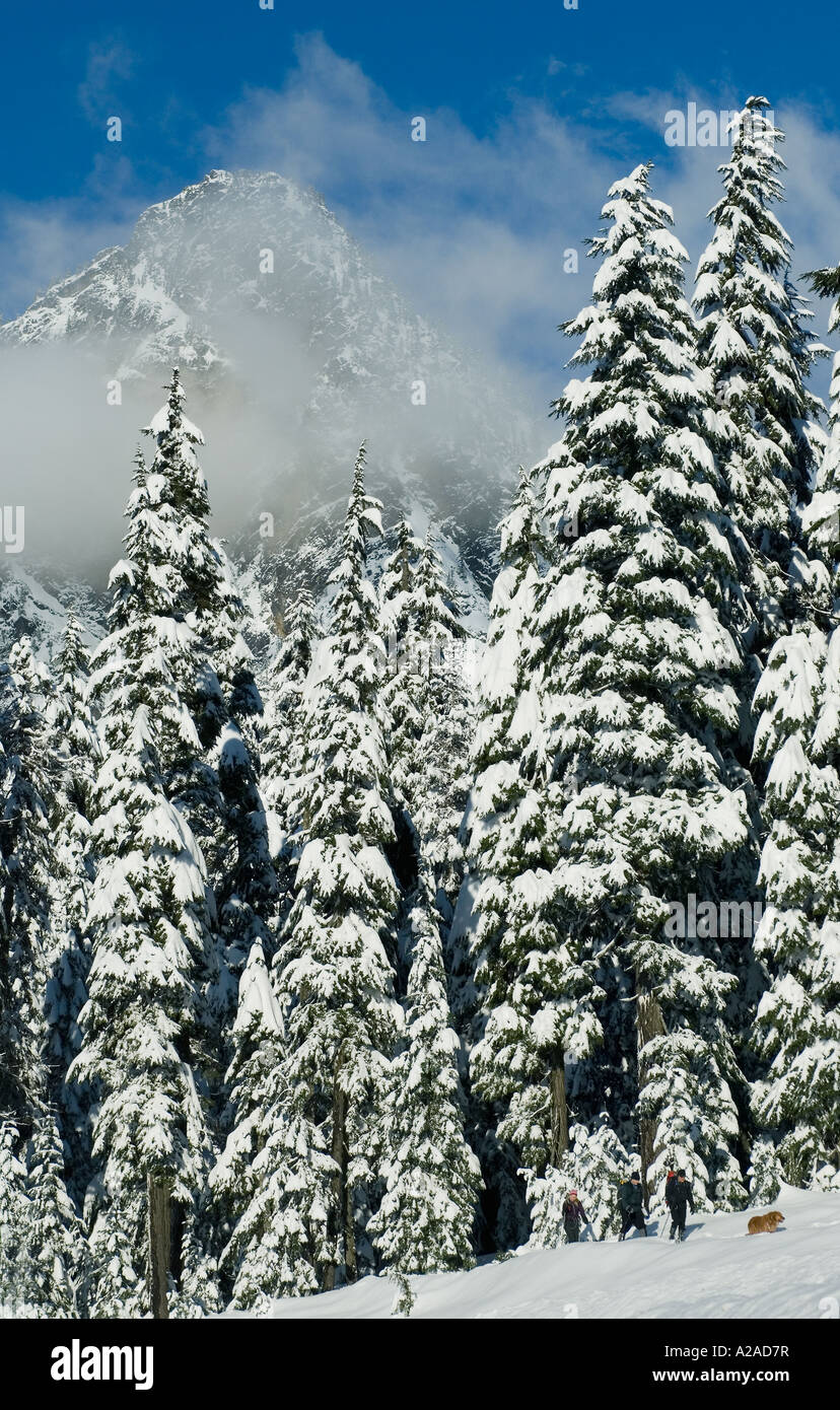 Winter Scene, deep snow and trees, Cascade Mountains Washington Sate ...