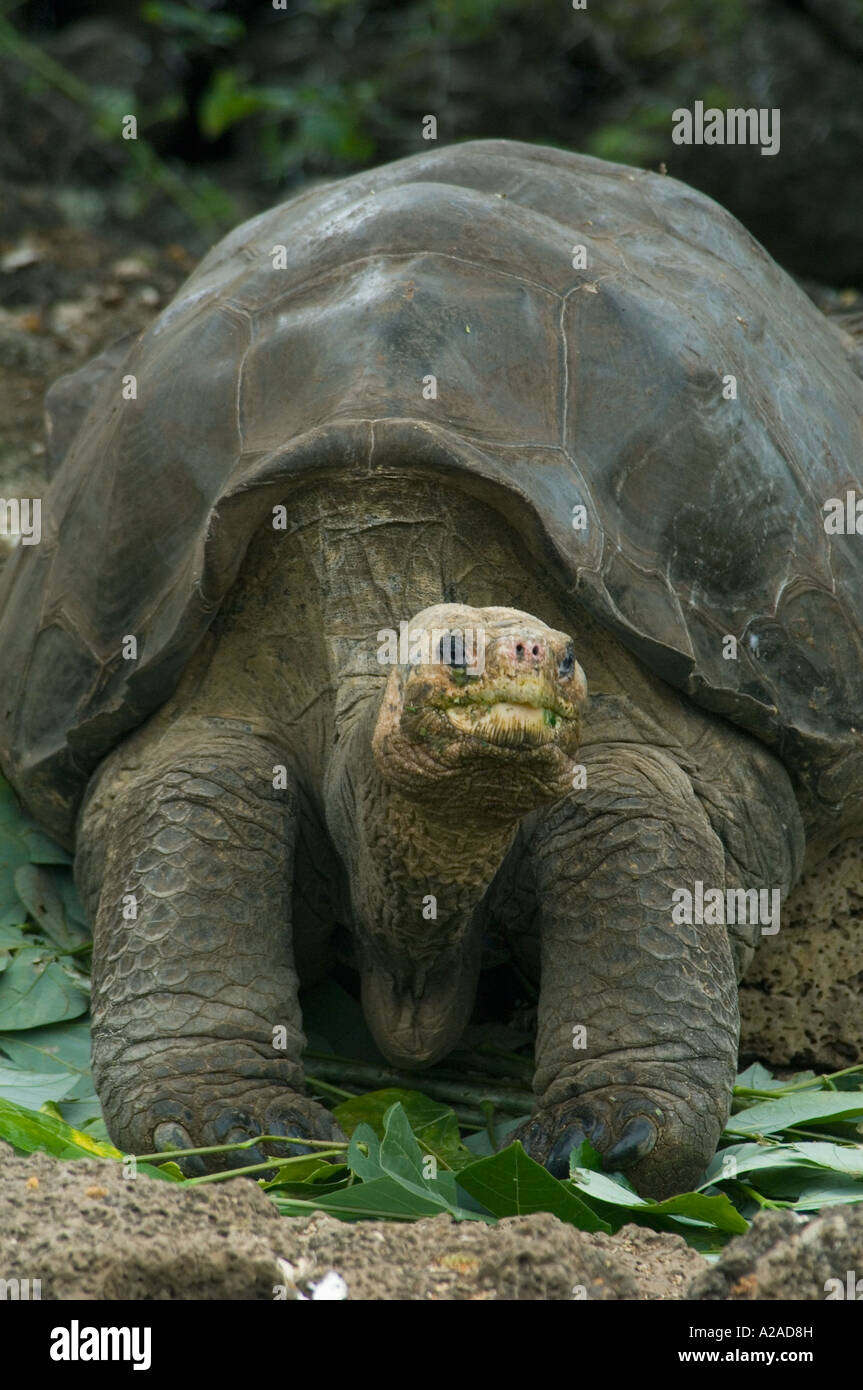 Galapagos Giant Tortoise (Geochelone nigra abingdoni) "Lonesome George ...