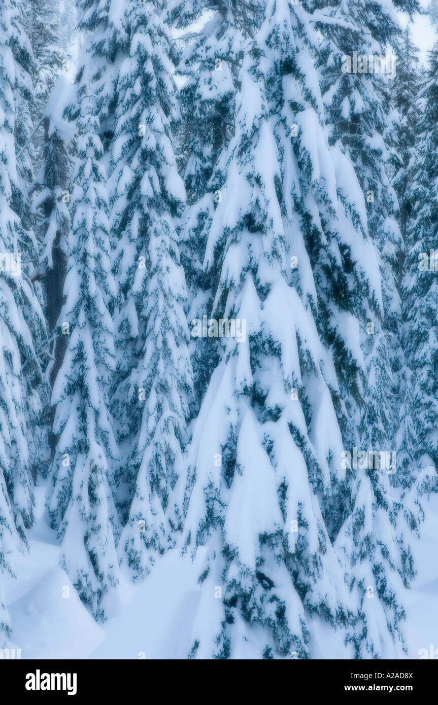 Cool evergreen forests hi-res stock photography and images - Alamy