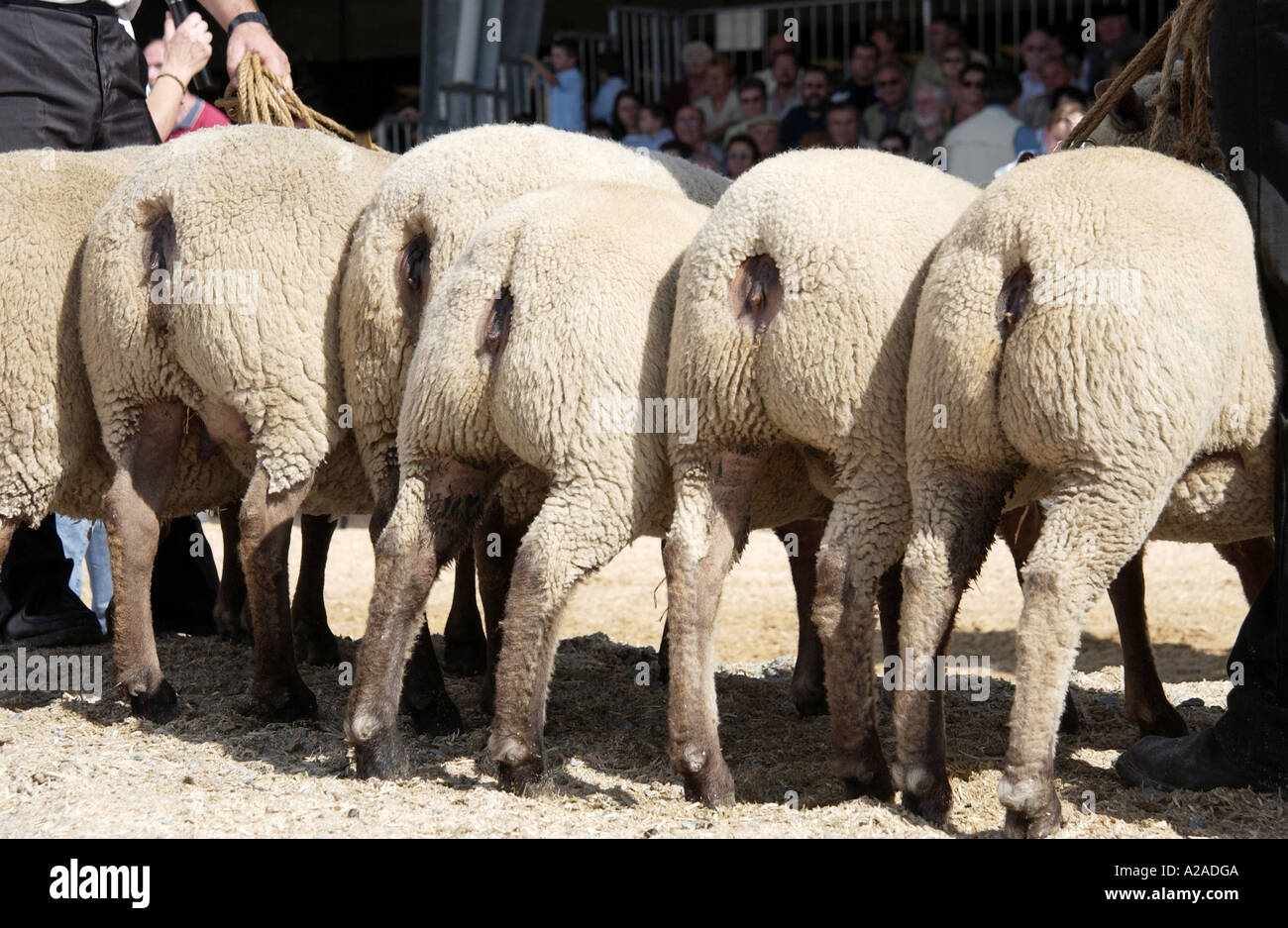 Sheeps bum hi-res stock photography and images - Alamy