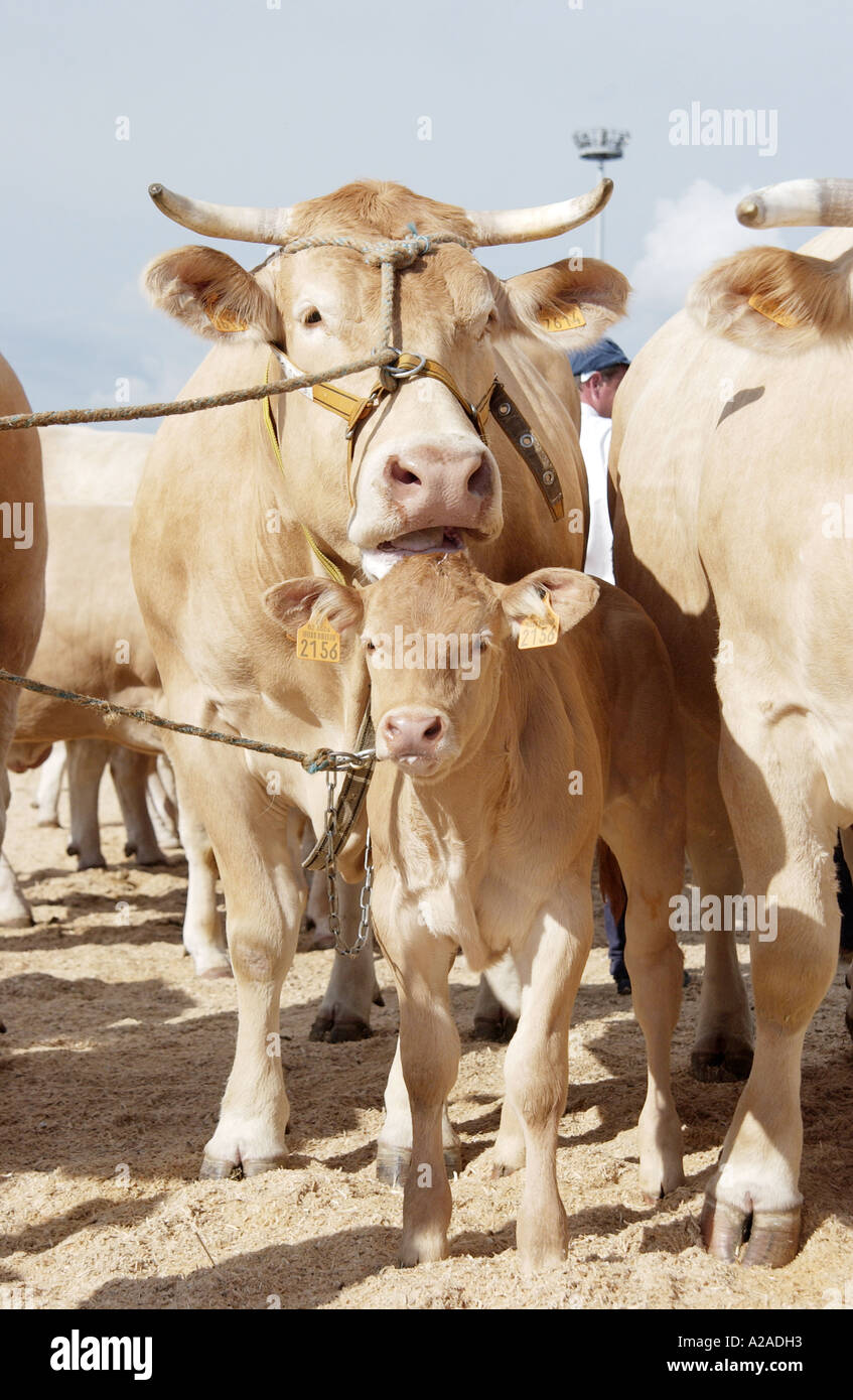 Parthenaise Cattle High Resolution Stock Photography and Images - Alamy