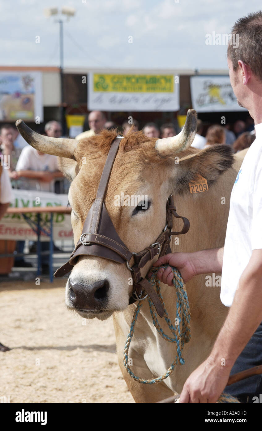 Parthenaise cattle hi-res stock photography and images - Alamy