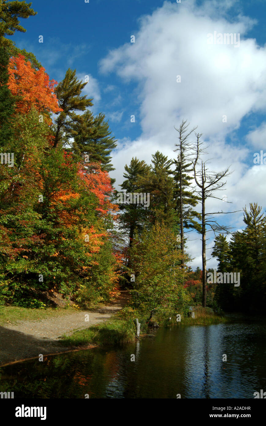 Autumn Leaf Leaves sky sunlight red green color colorful tree trees ...