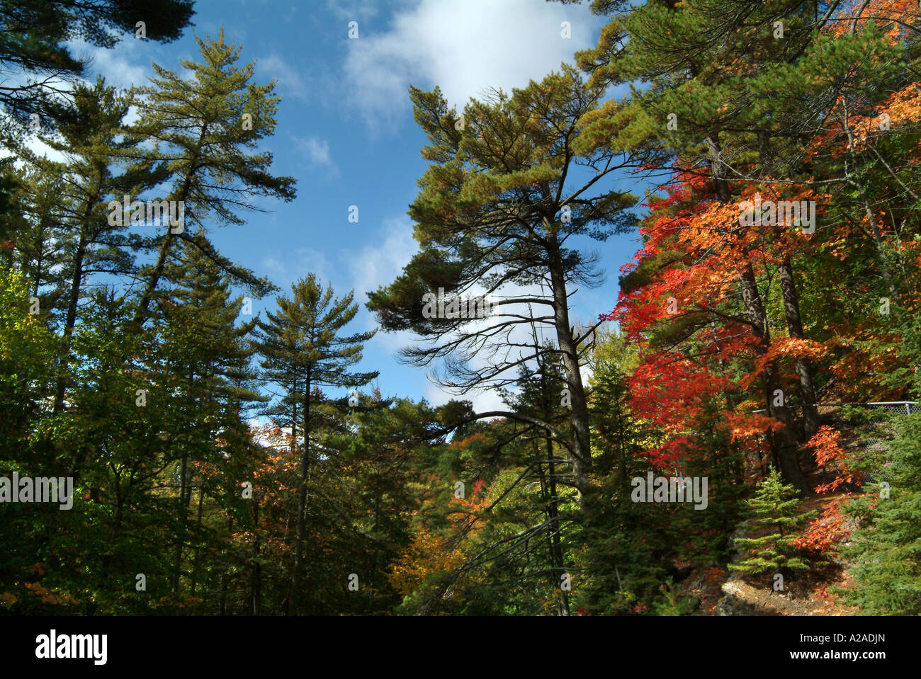 Autumn Leaf Leaves sky sunlight red green color colorful tree trees ...