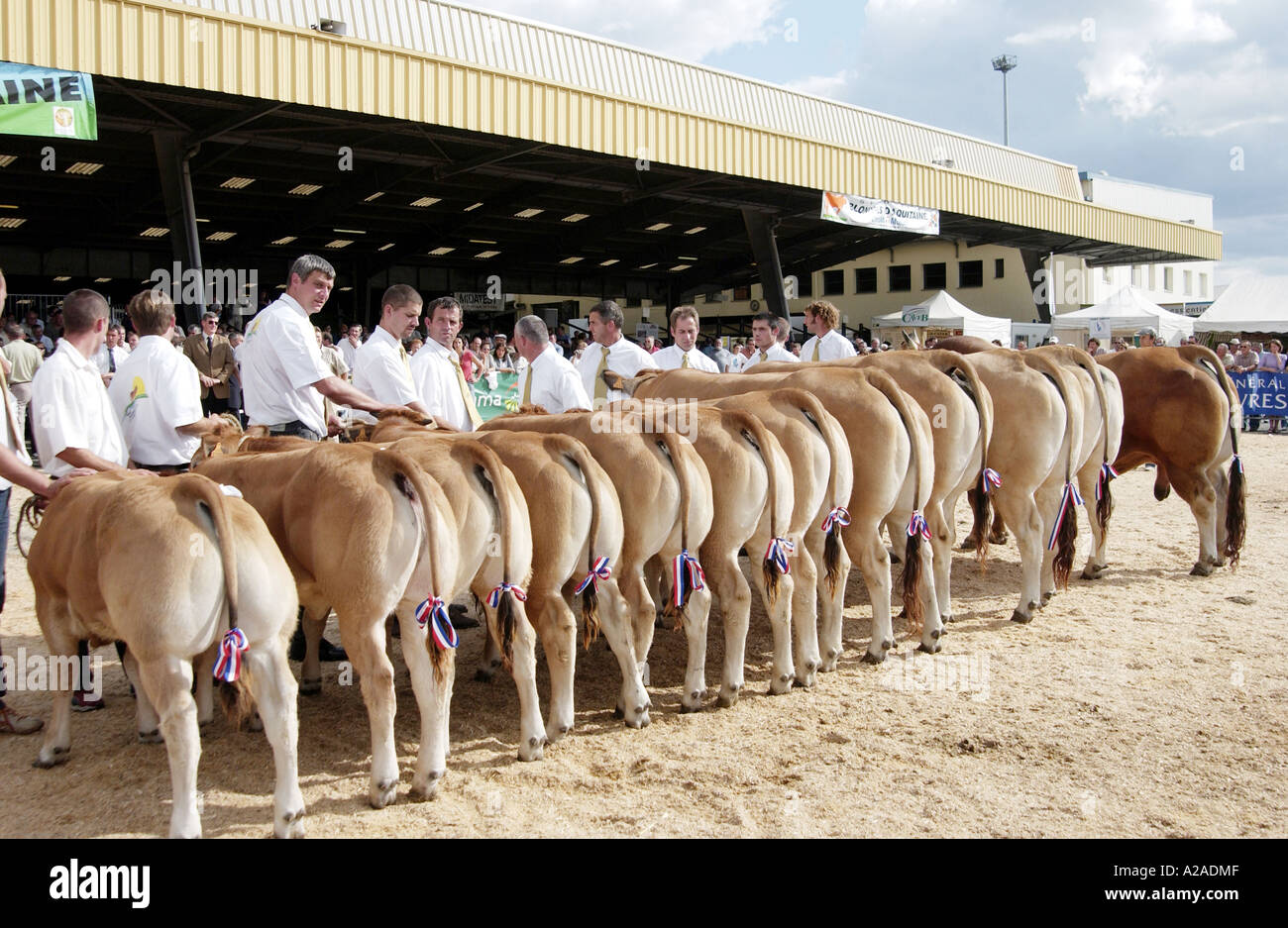Cattle tails hi-res stock photography and images - Alamy