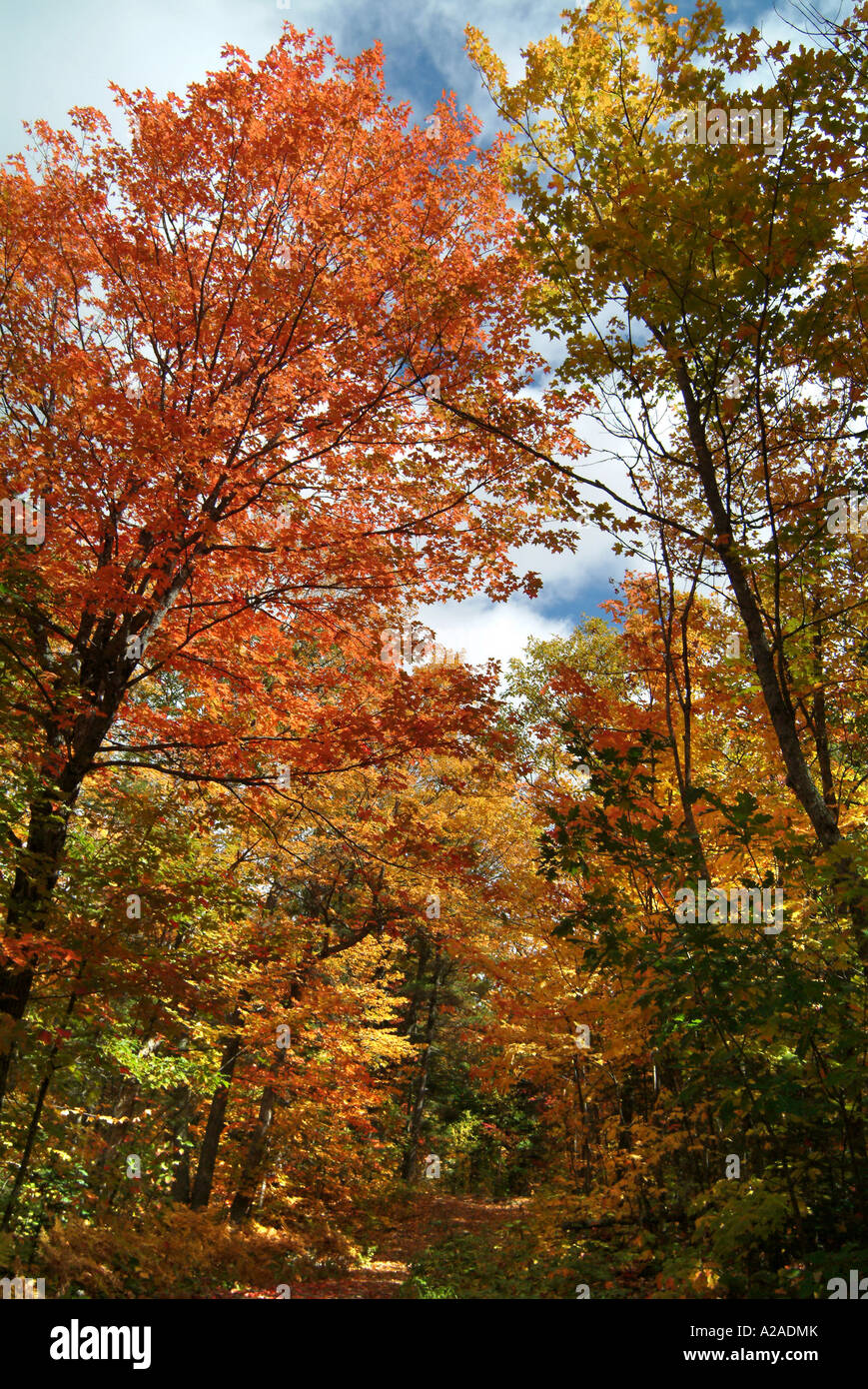 Autumn Leaf Leaves sky sunlight red green color colorful tree trees ...