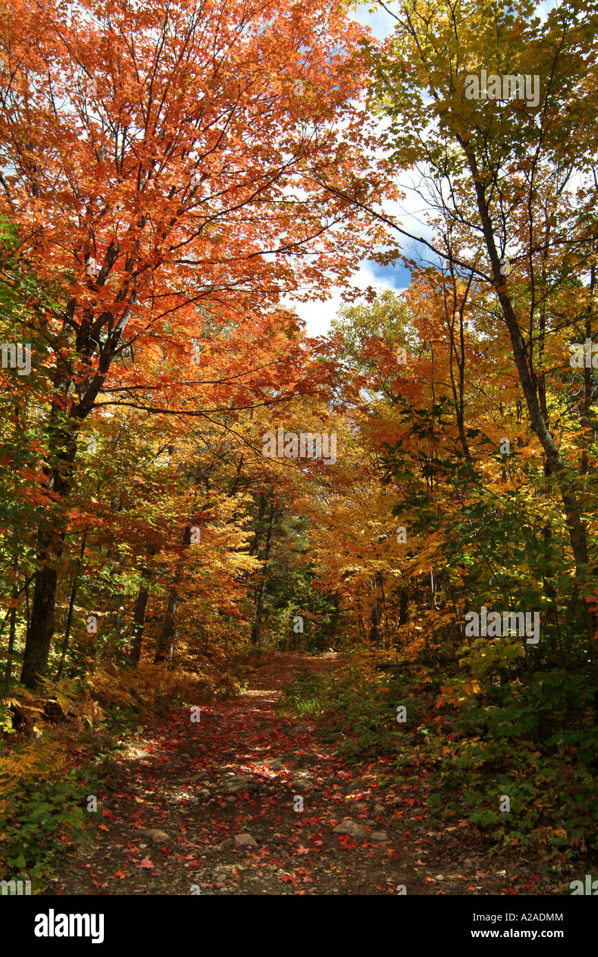 Autumn Leaf Leaves sky sunlight red green color colorful tree trees ...