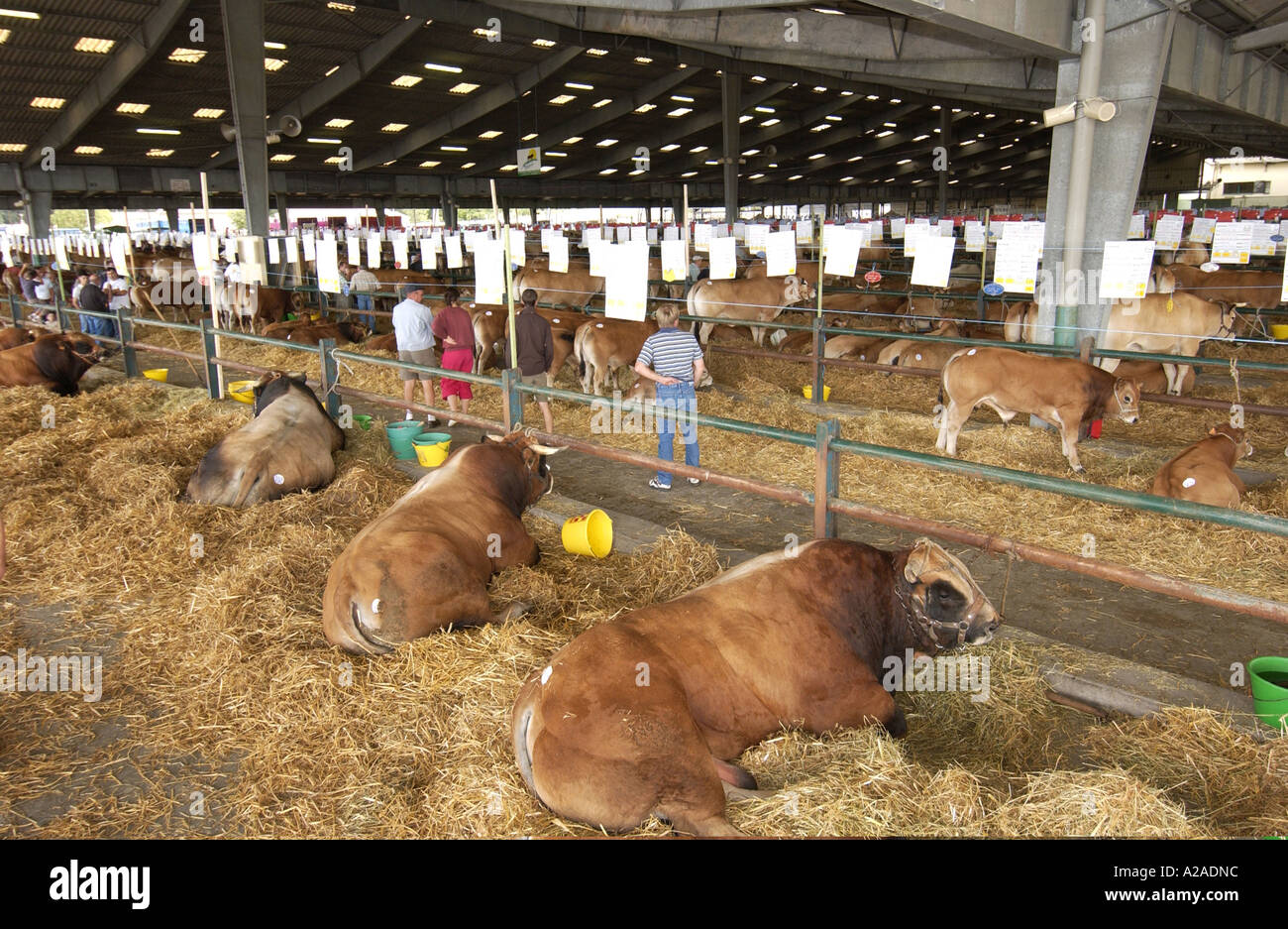 Parthenaise Cattle High Resolution Stock Photography and Images - Alamy