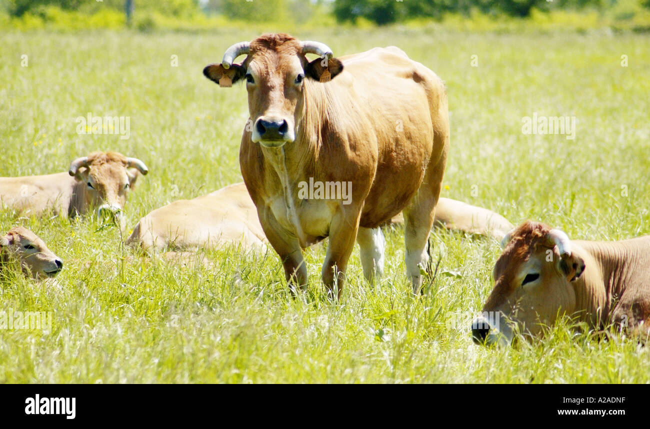Parthenaise cows hi-res stock photography and images - Alamy