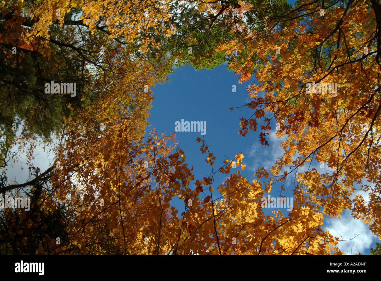 Autumn tree trees colorful forest maple leaf leafage foliage color red ...