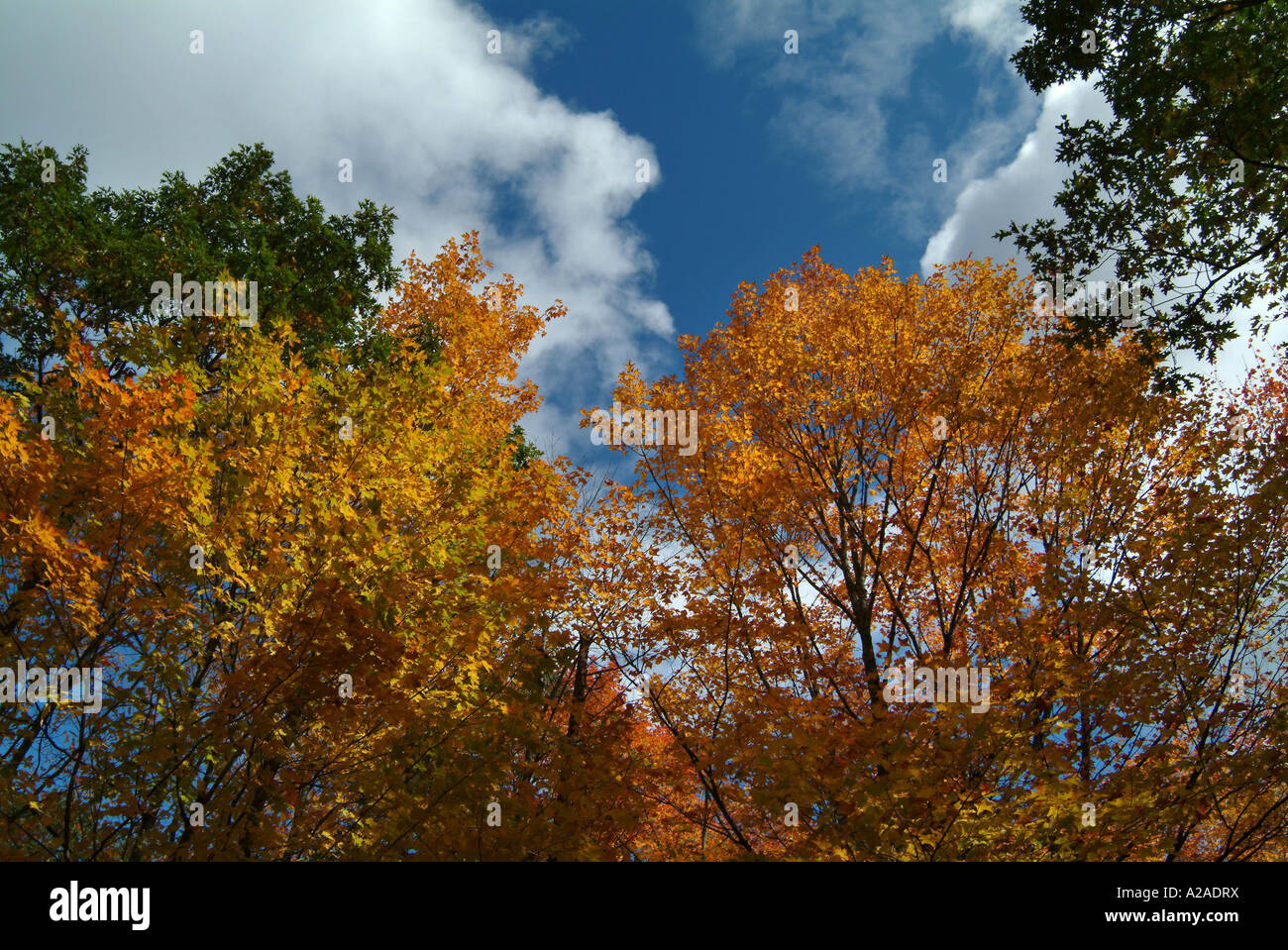 Autumn tree trees colorful forest maple leaf leafage foliage color red ...