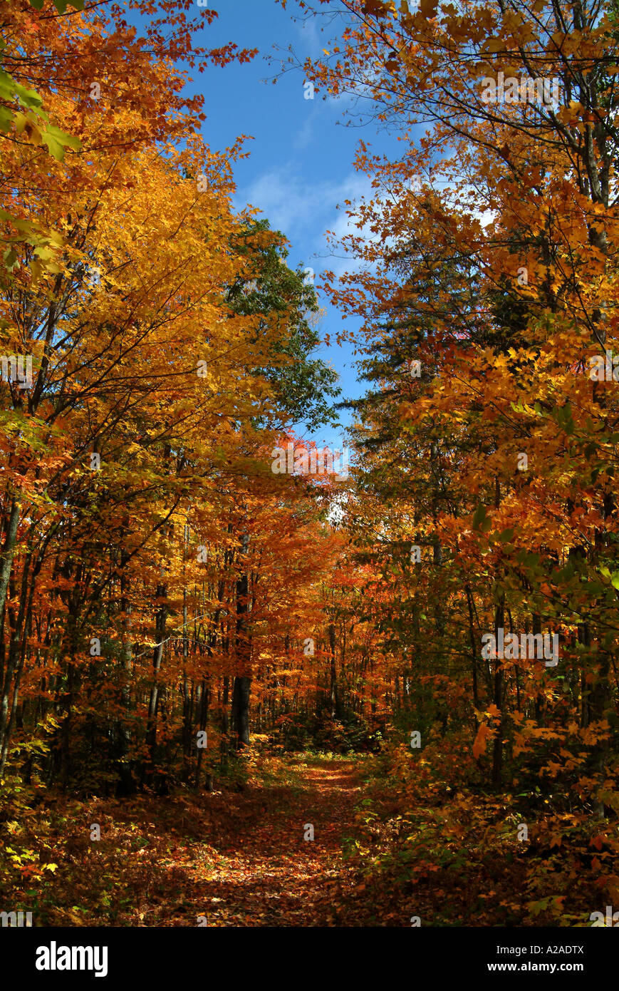 Autumn tree trees colorful forest maple leaf leafage foliage color red ...