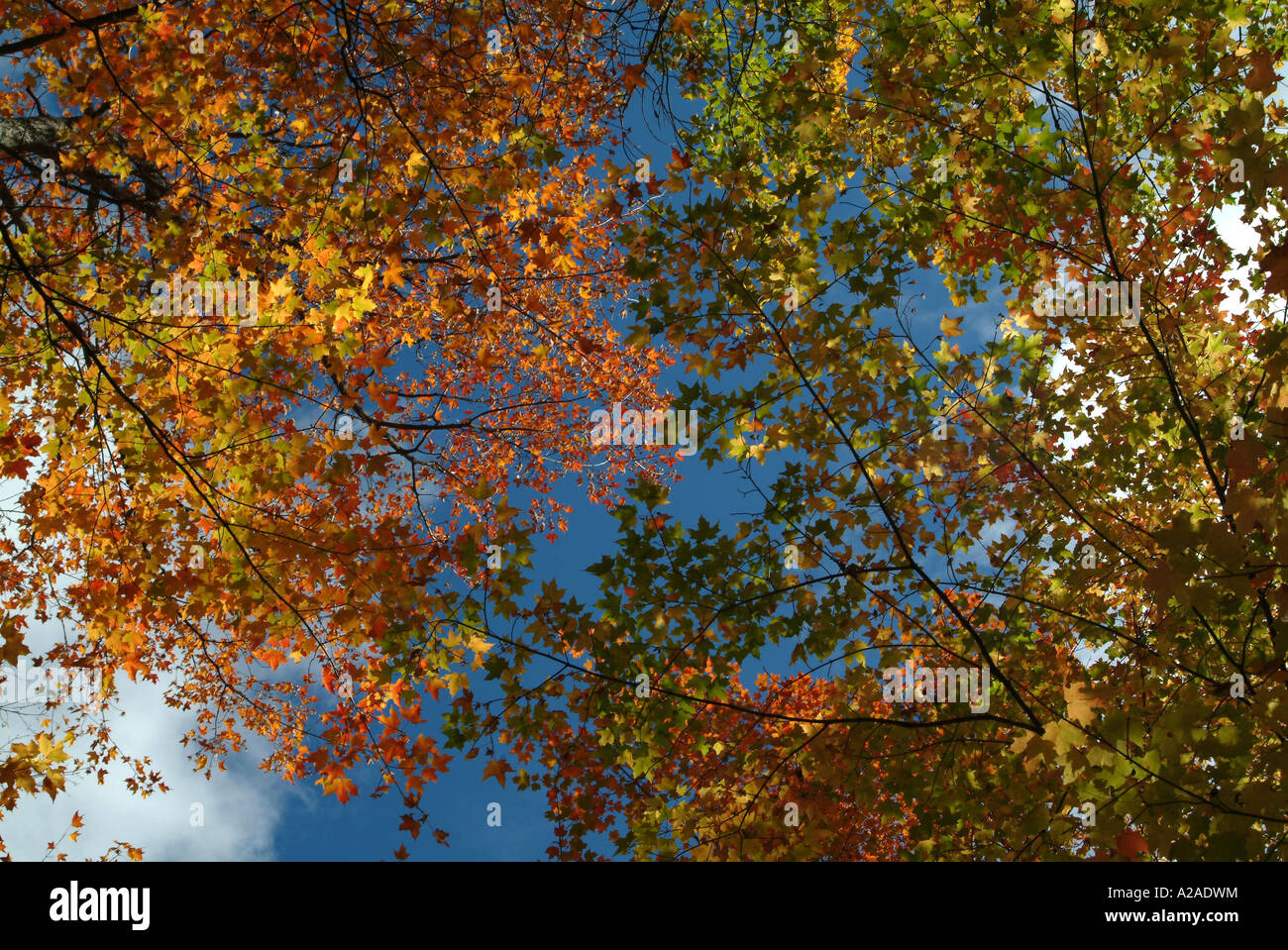 Autumn tree trees colorful forest maple leaf leafage foliage color red ...