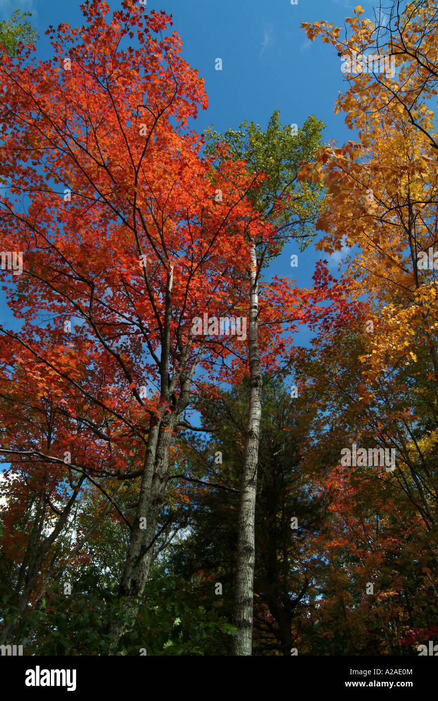 Autumn tree trees colorful forest maple leaf leafage foliage color red ...