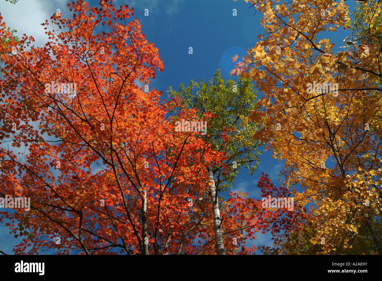 Autumn tree trees colorful forest maple leaf leafage foliage color red ...