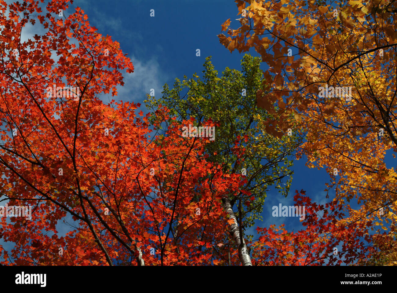 Autumn tree trees colorful forest maple leaf leafage foliage color red ...