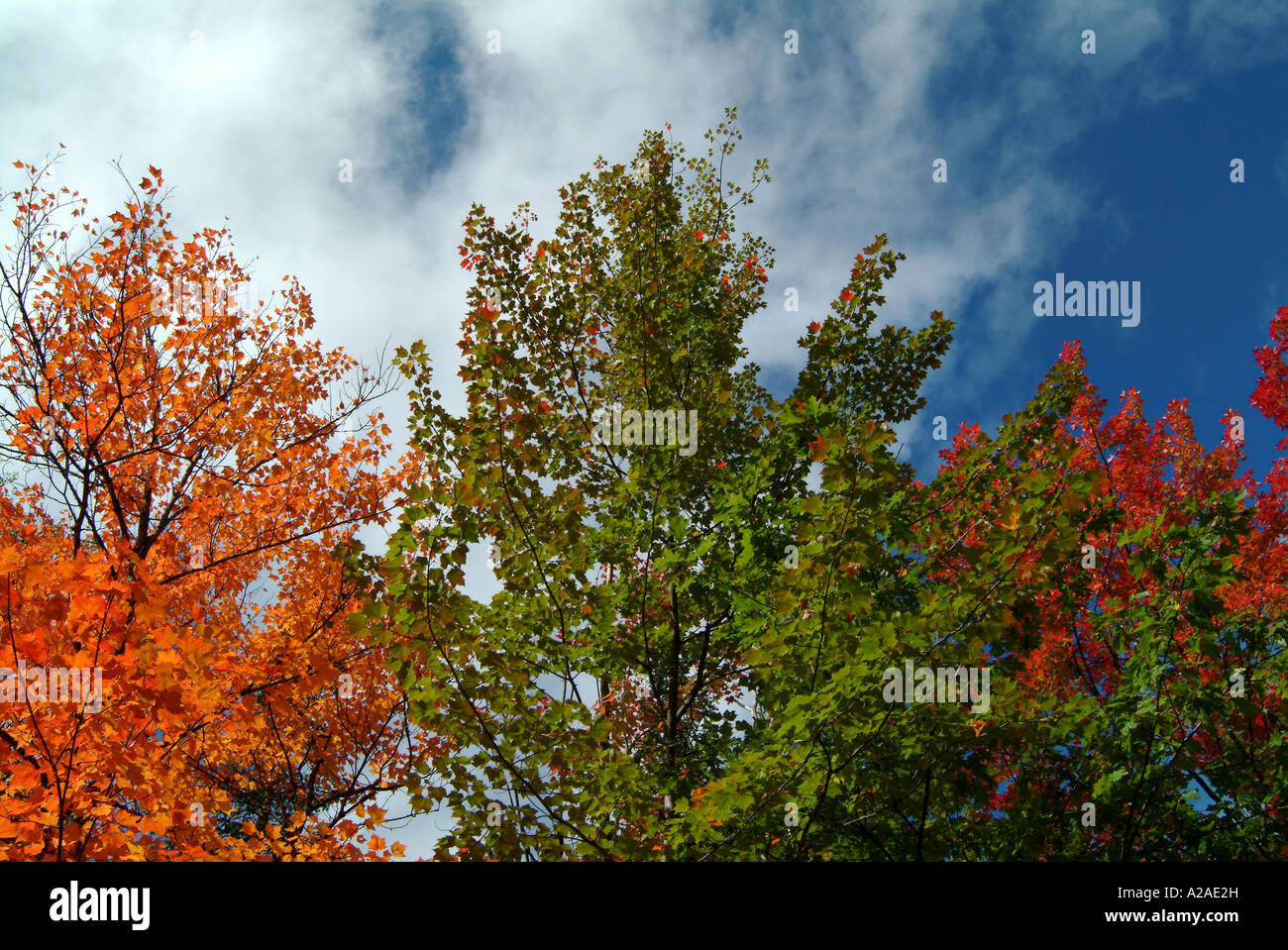 Autumn tree trees colorful forest maple leaf leafage foliage color red ...