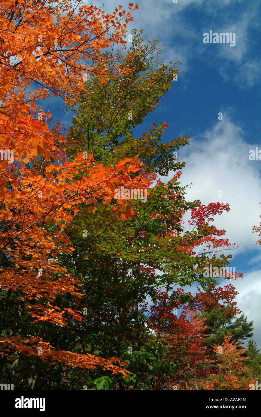 Autumn tree trees colorful forest maple leaf leafage foliage color red ...