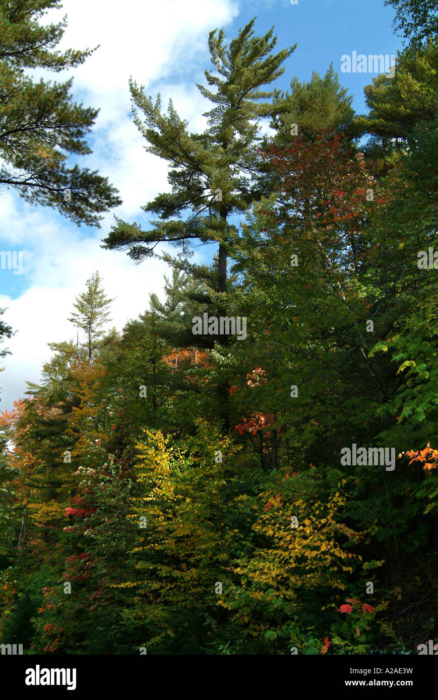 Autumn tree trees colorful forest maple leaf leafage foliage color red ...