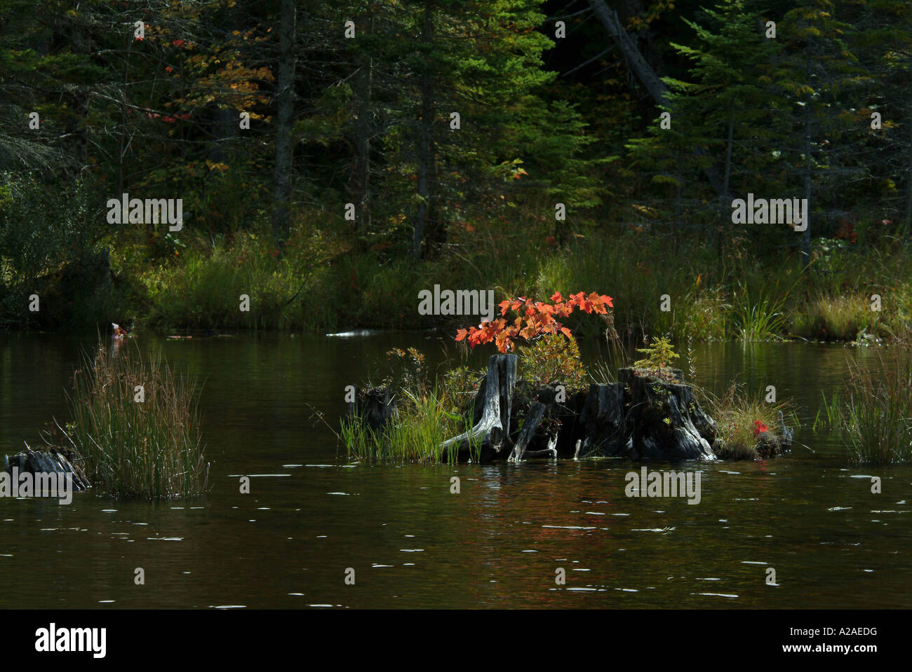 Autumn tree trees colorful forest maple leaf leafage foliage color red ...
