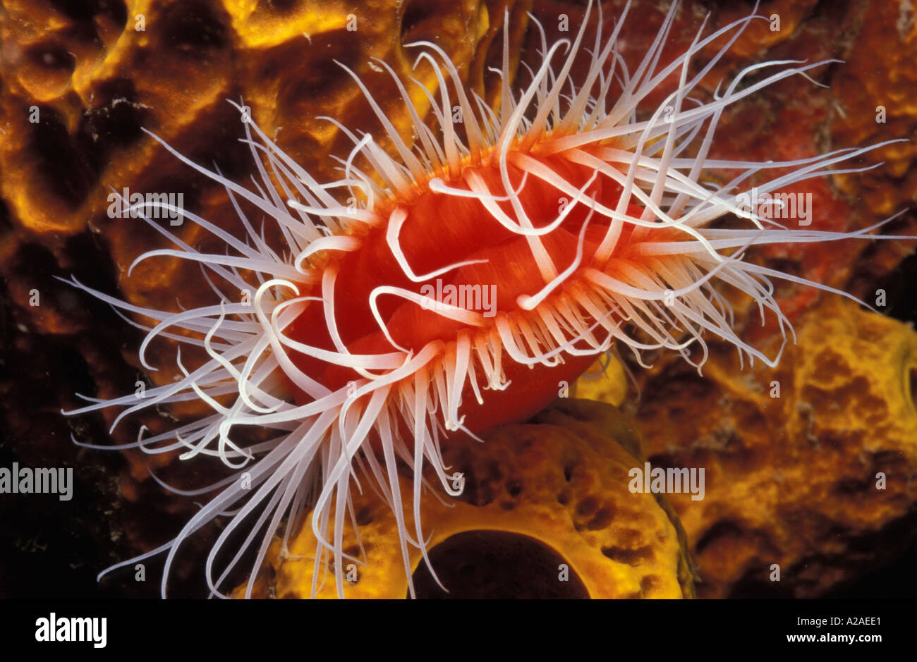 Fileclams hi-res stock photography and images - Alamy