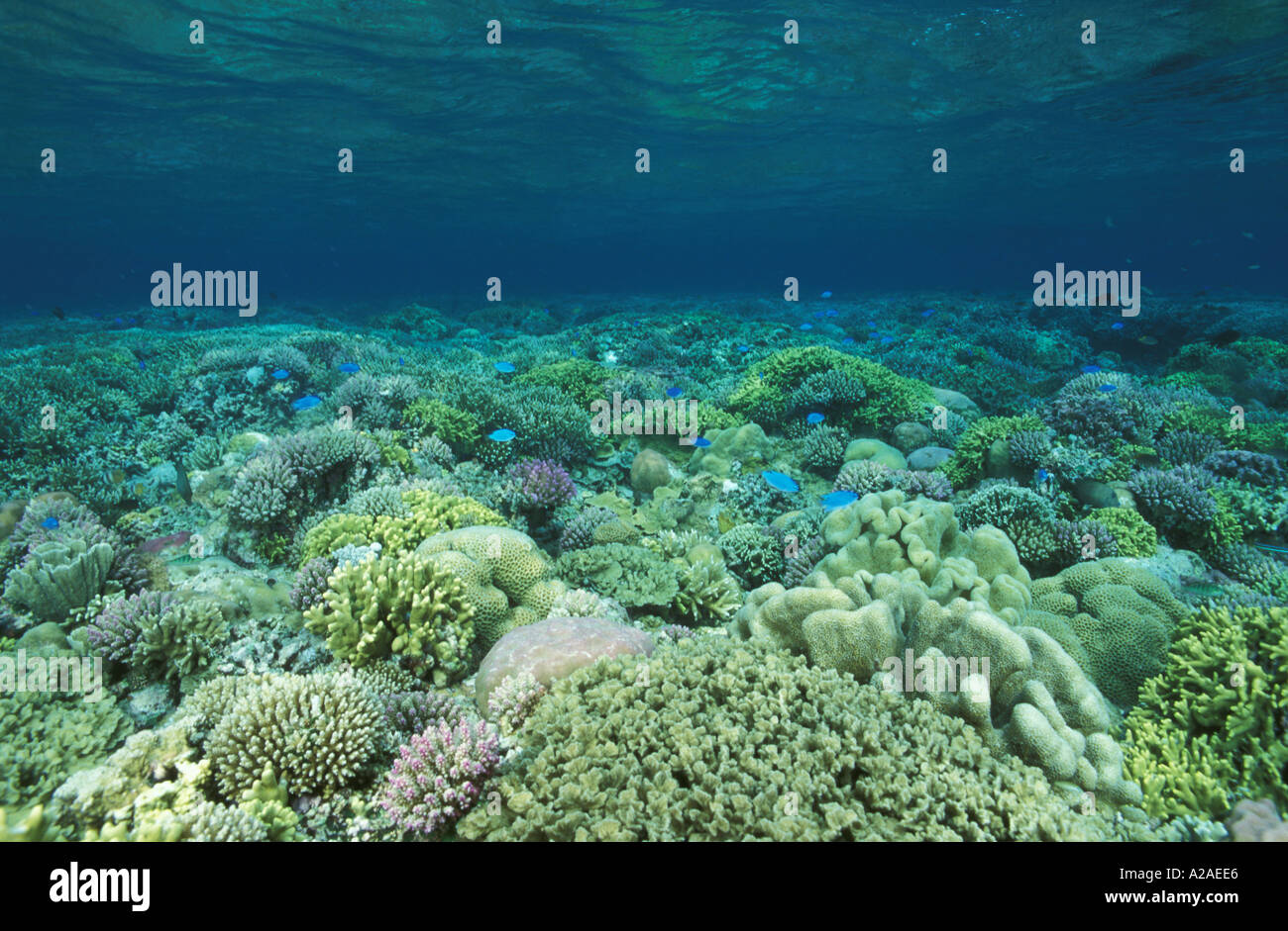 CORAL REEF various species of hard corals INDONESIA INDO-PACIFIC OCEAN ...