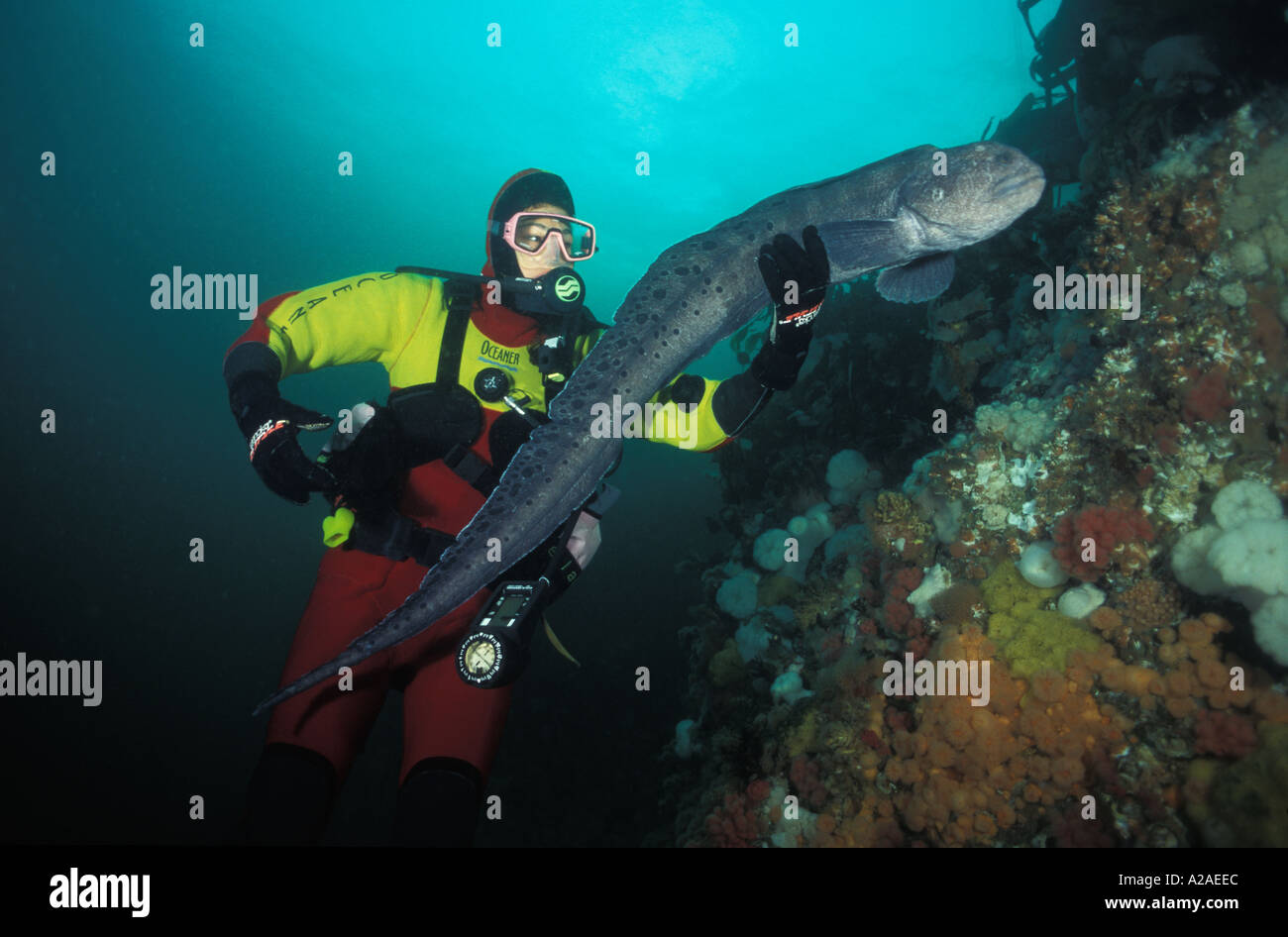 SCUBA DIVER WITH WOLF EEL, VANCOUVER ISLAND BRITISH COLUMBIA CANADA ...