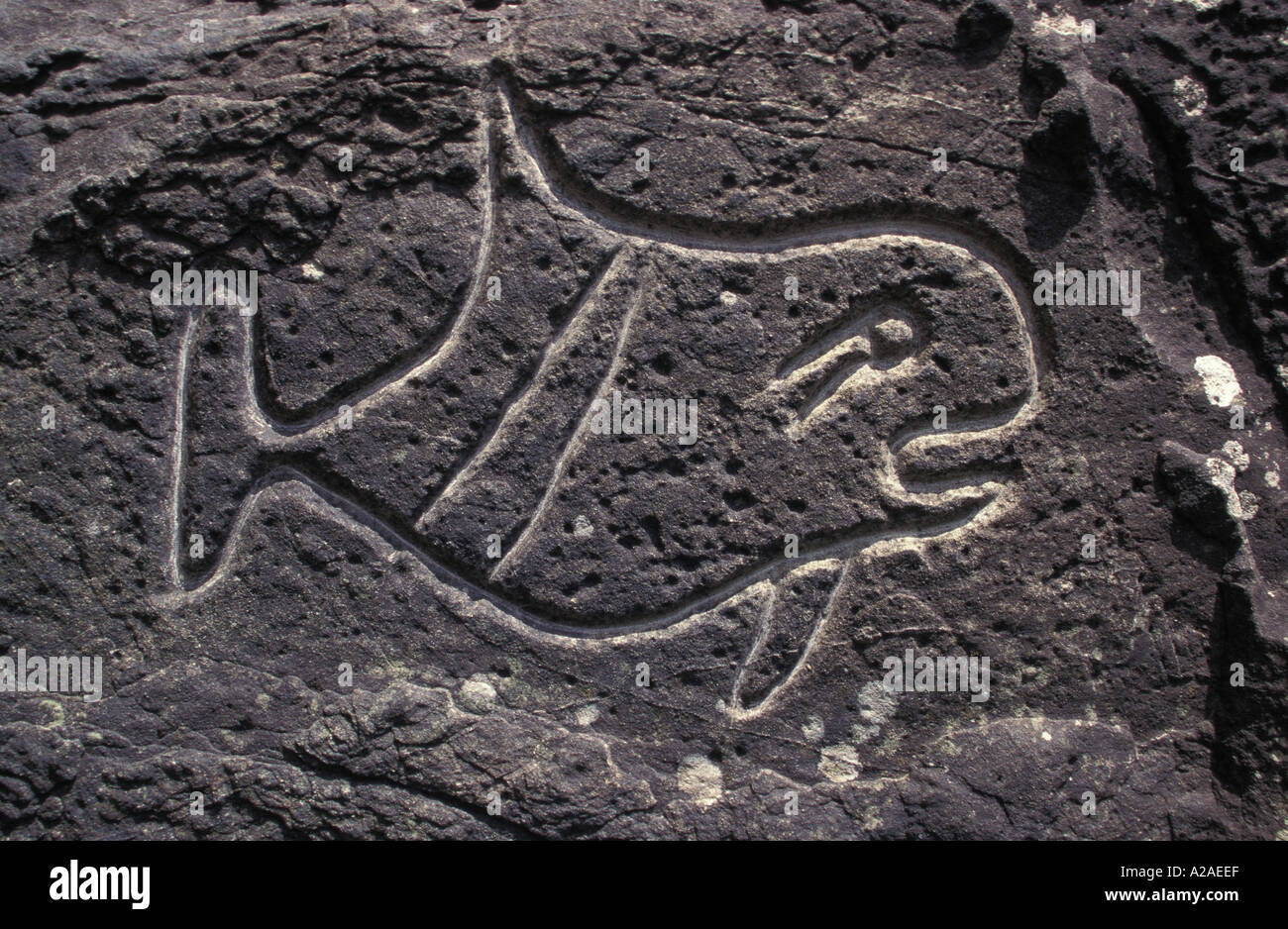 PETROGLYPHS OF ORCA WHALE KILLER WHALE MADE BY OZETTE INDIANS WEDDING ...