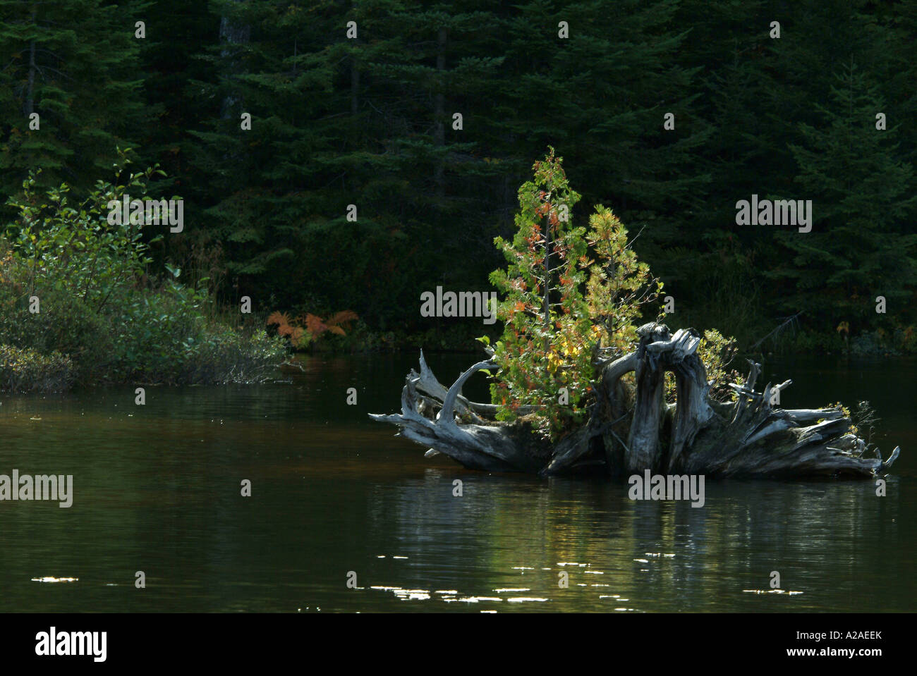 Autumn tree trees colorful forest maple leaf leafage foliage color red ...