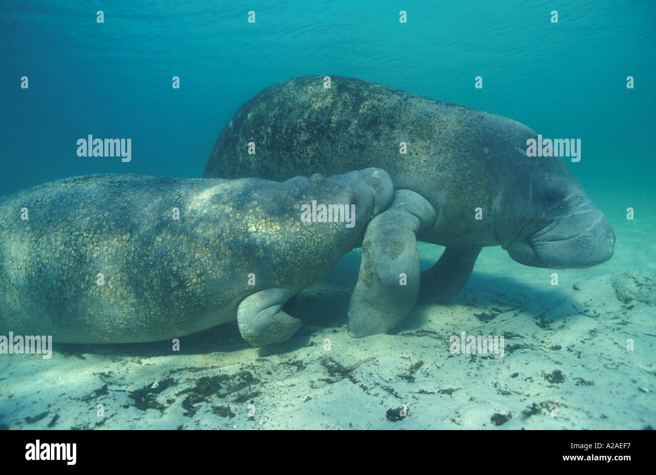 West indian manatee mother calf hi-res stock photography and images - Alamy