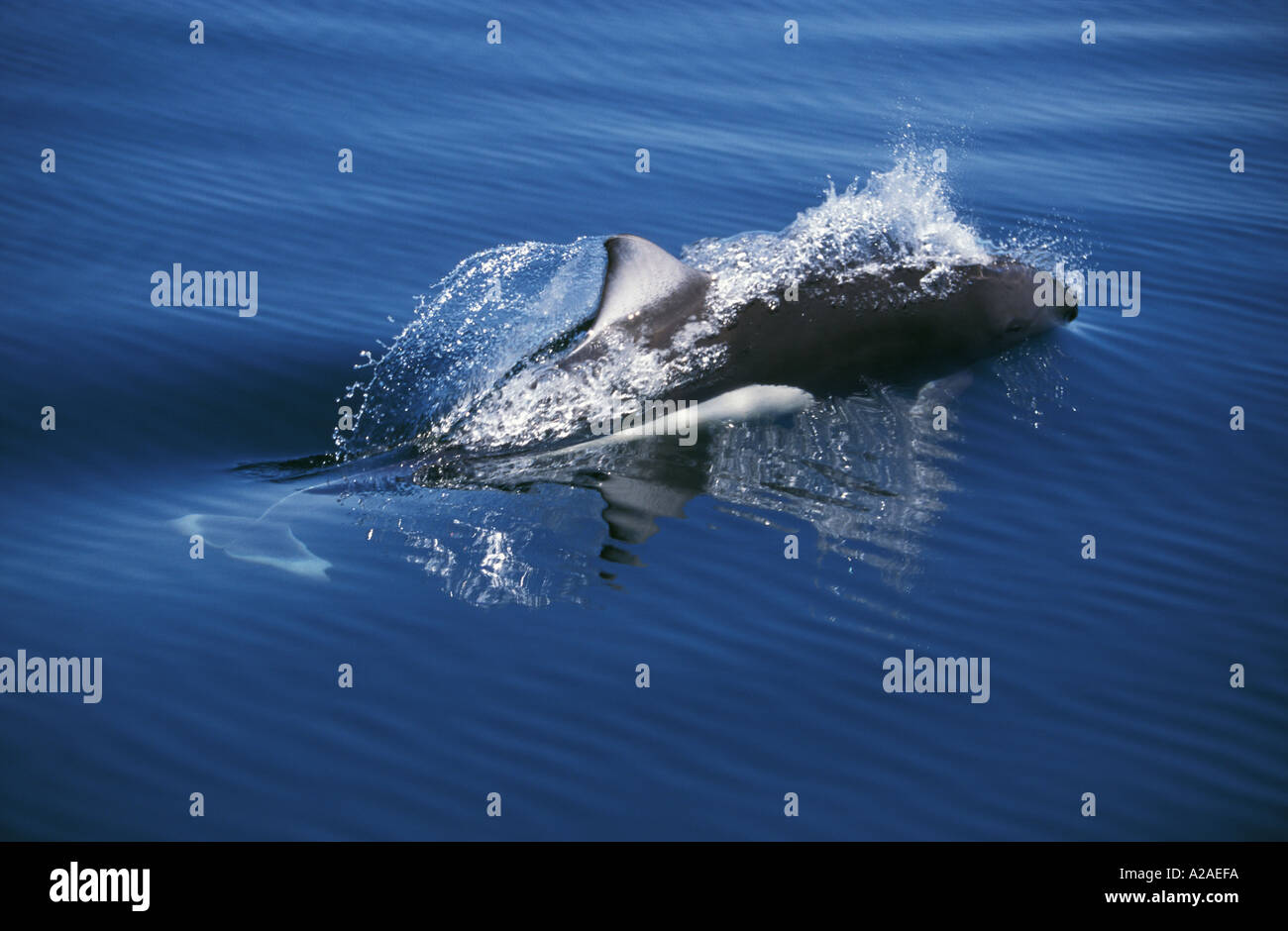 Dall's porpoise hi-res stock photography and images - Alamy