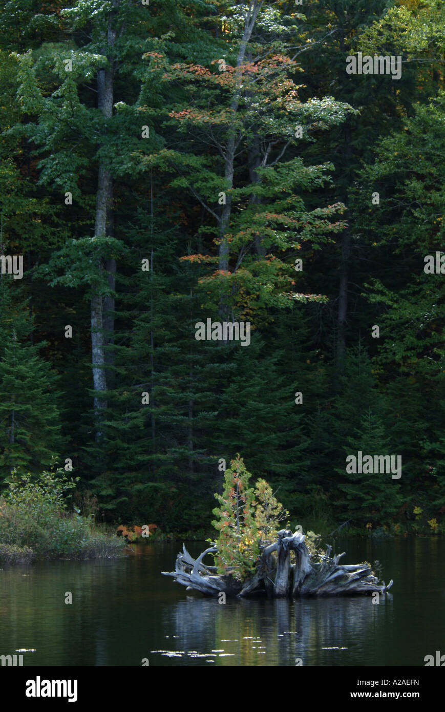 Autumn tree trees colorful forest maple leaf leafage foliage color red ...