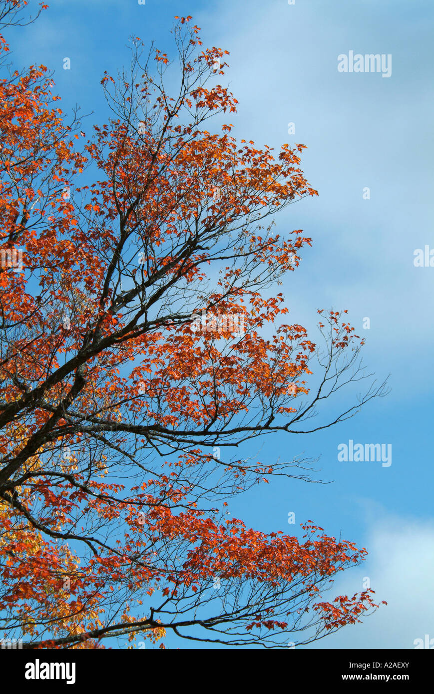 Forest tree trees Autumn color colorful sky cloud leaf red leaves maple ...