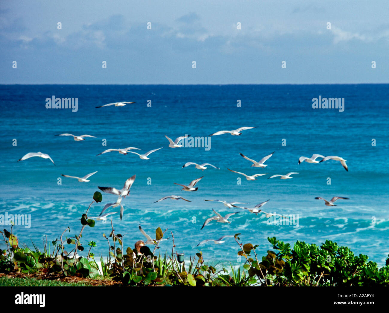 Flying sea birds Stock Photo - Alamy